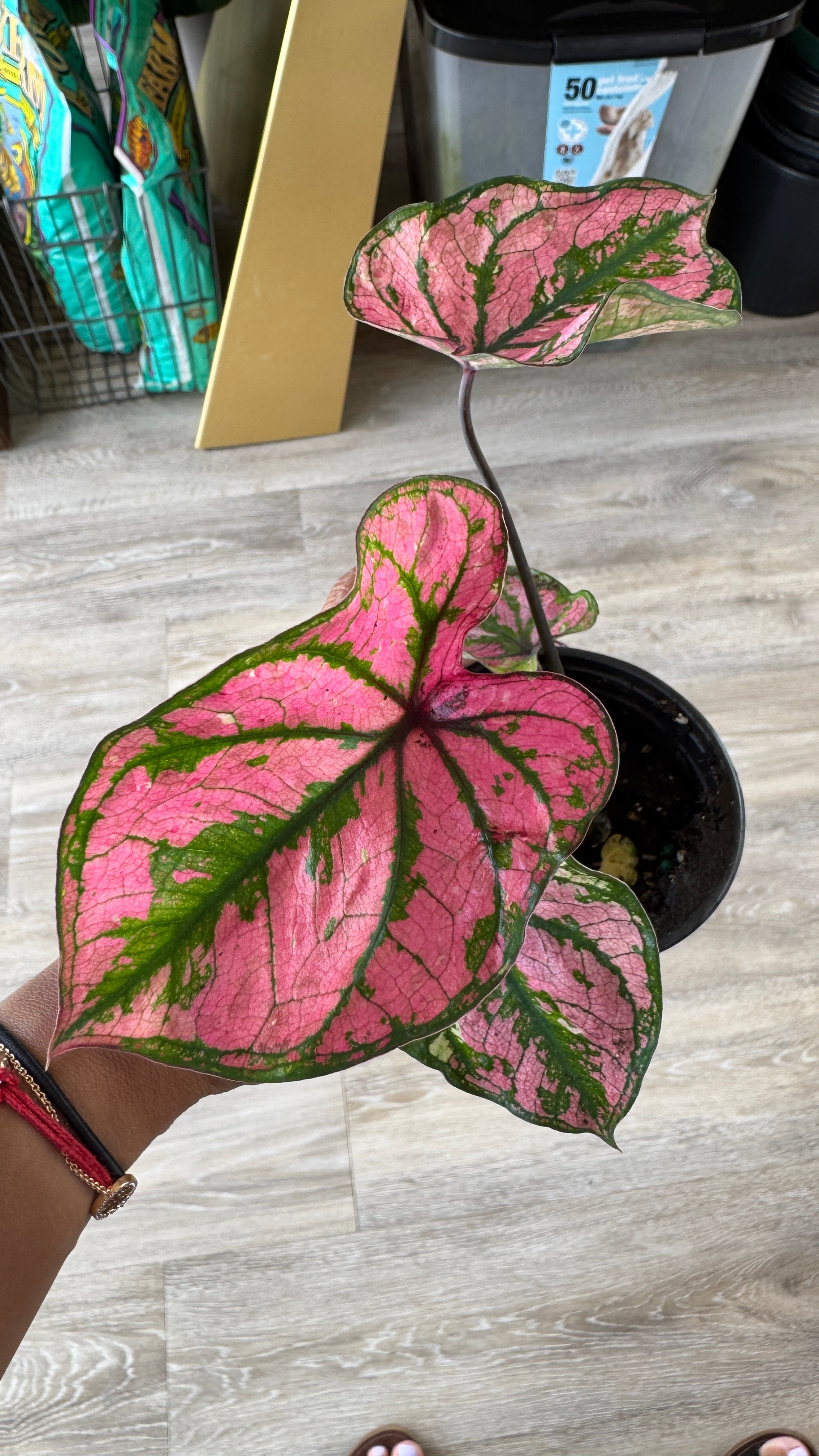 Caladium Purple Light – PinkPothos